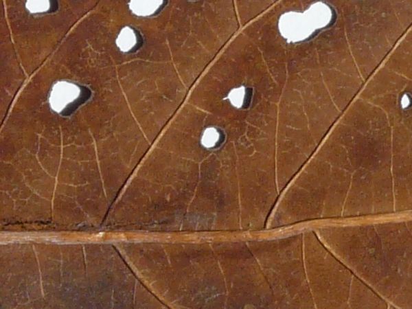 texture 0025 - Texturelib